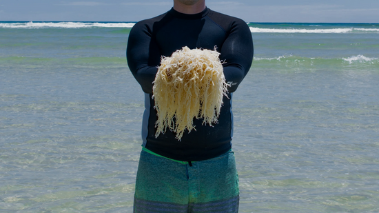 Authentic St. Lucian Seamoss | Boost Energy & Wellness|Seamoss Kulture ...