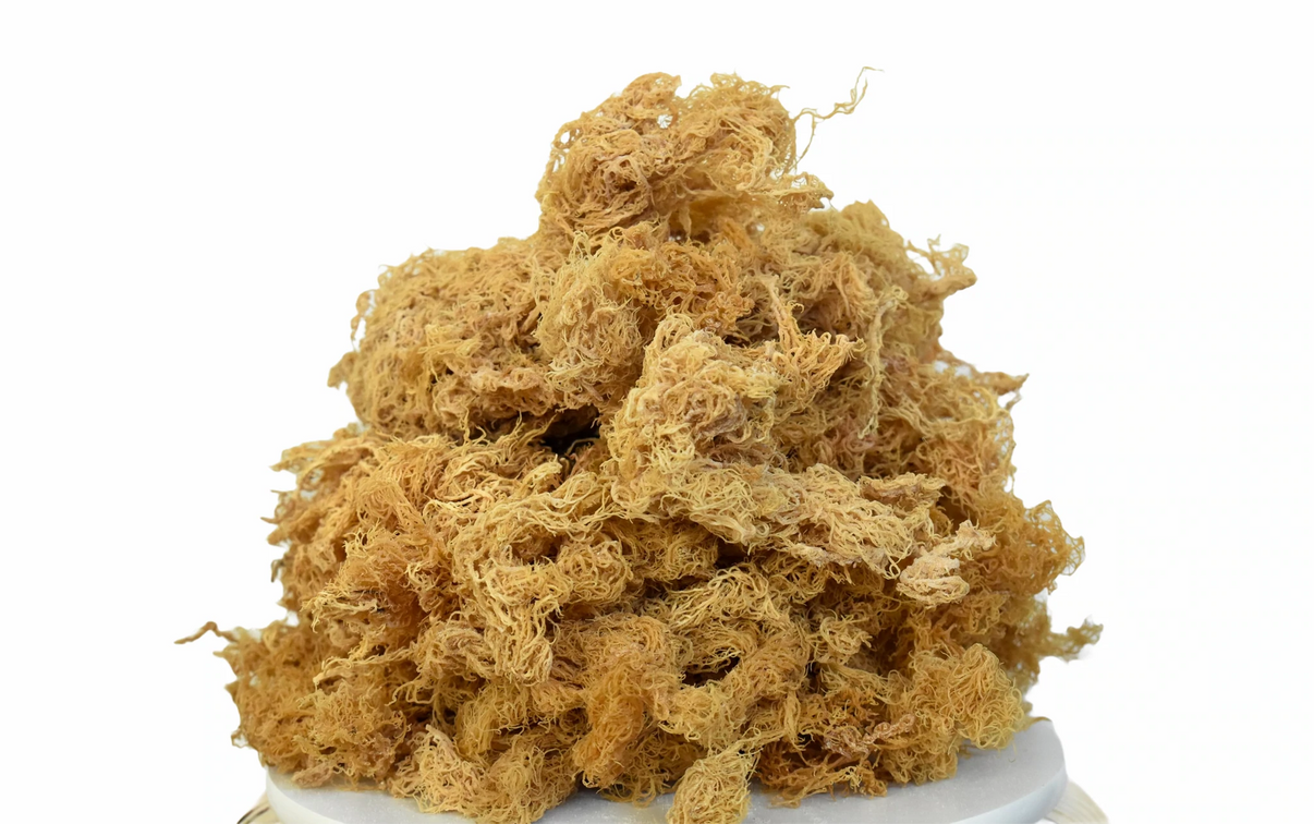 Wildcrafted St. Lucia Seamoss | 100% Organic – Sea Moss Kulture