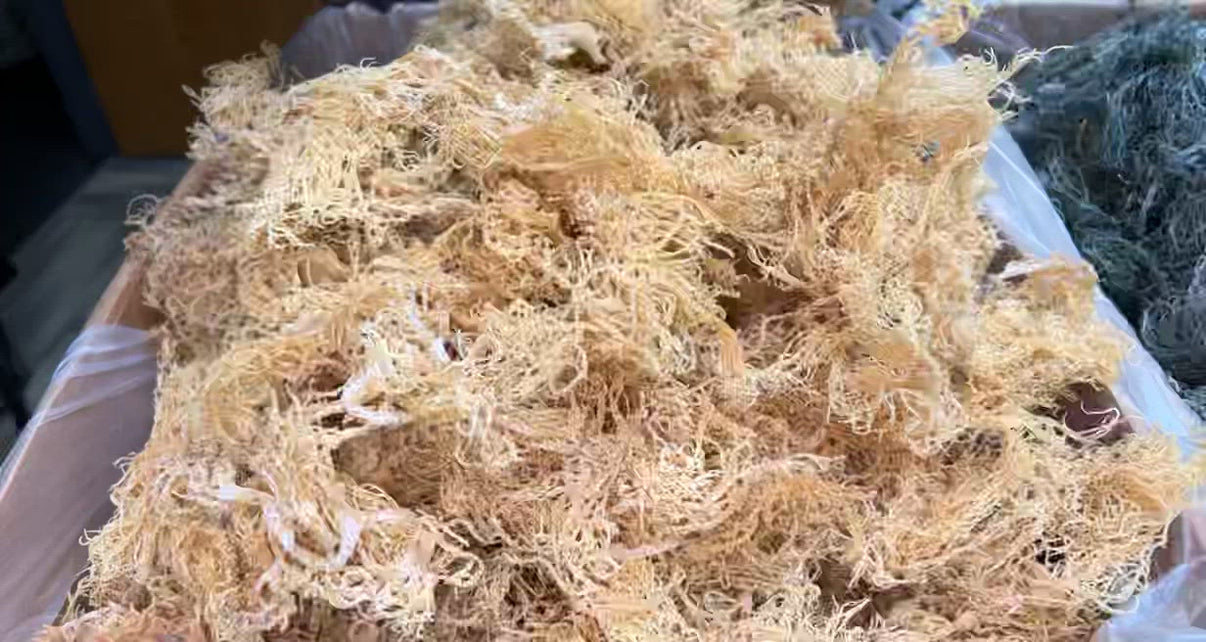 Buy Wholesale St. Lucian Sea Moss | Boost Wellness with Seamoss Kulture ...